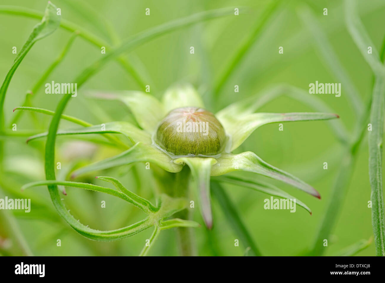 Common cosmos bipinnatus mexican aster hi-res stock photography and ...