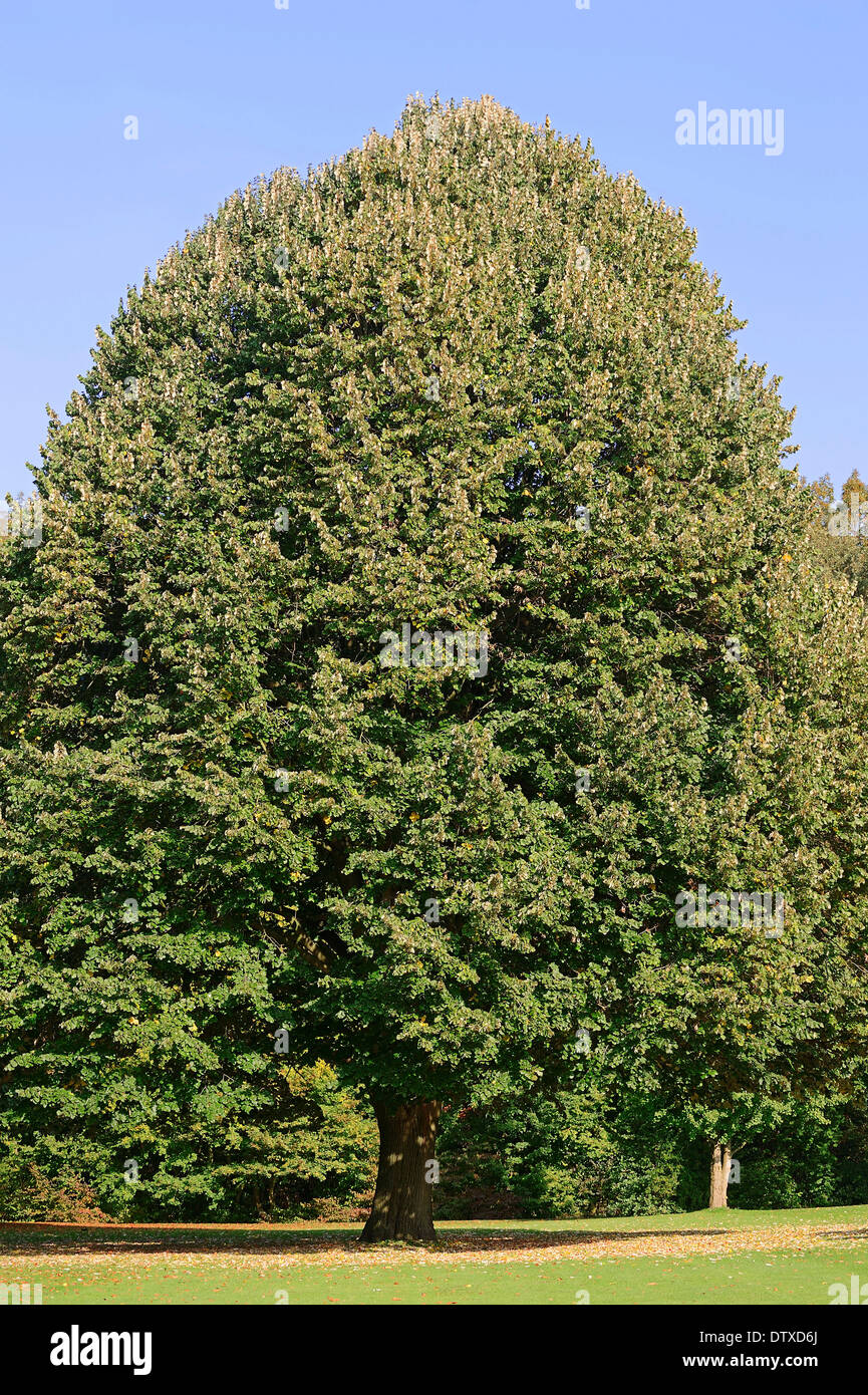 The large leaved lime hi-res stock photography and images - Alamy