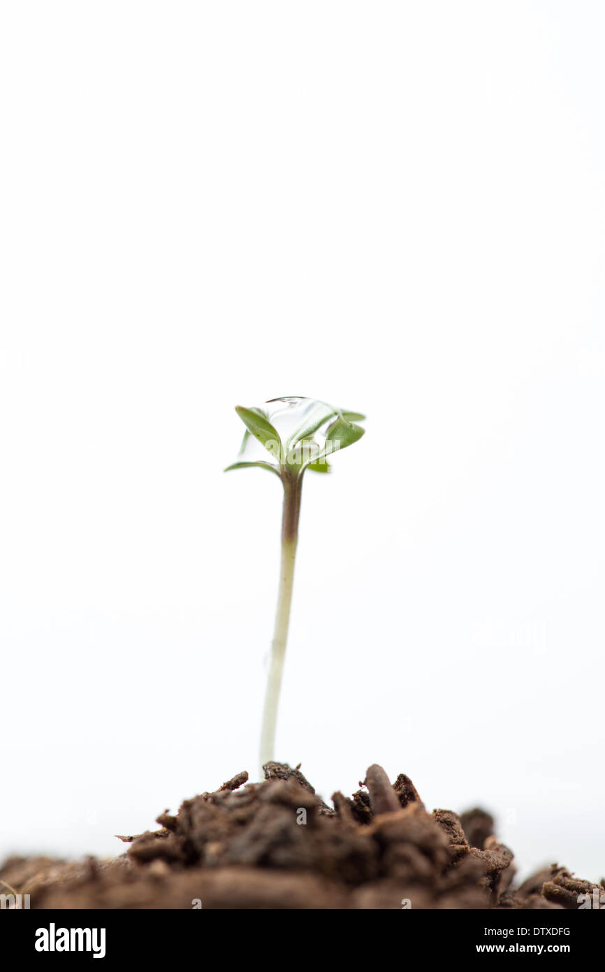 Seedling in soil Stock Photo - Alamy