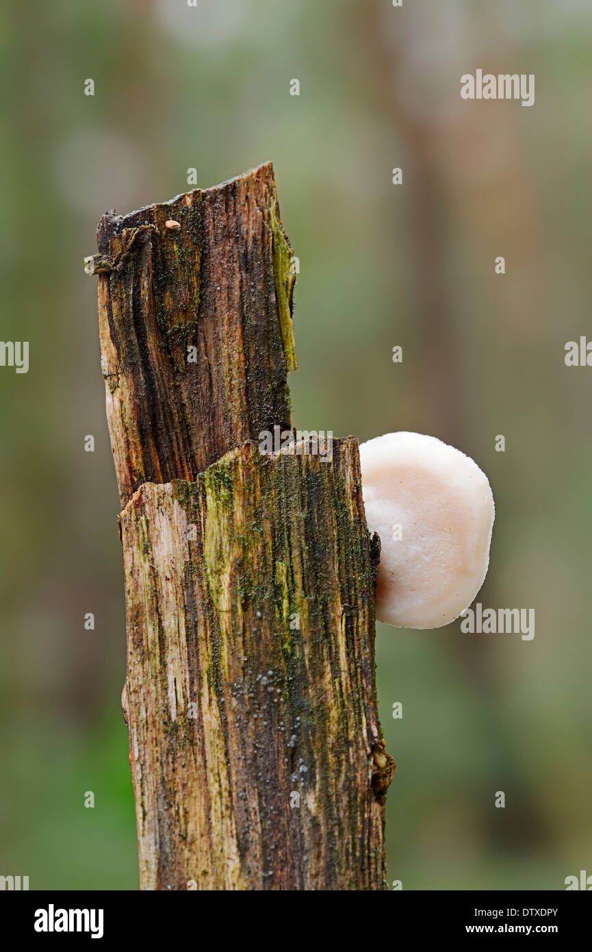 Tephroleucus hi-res stock photography and images - Alamy