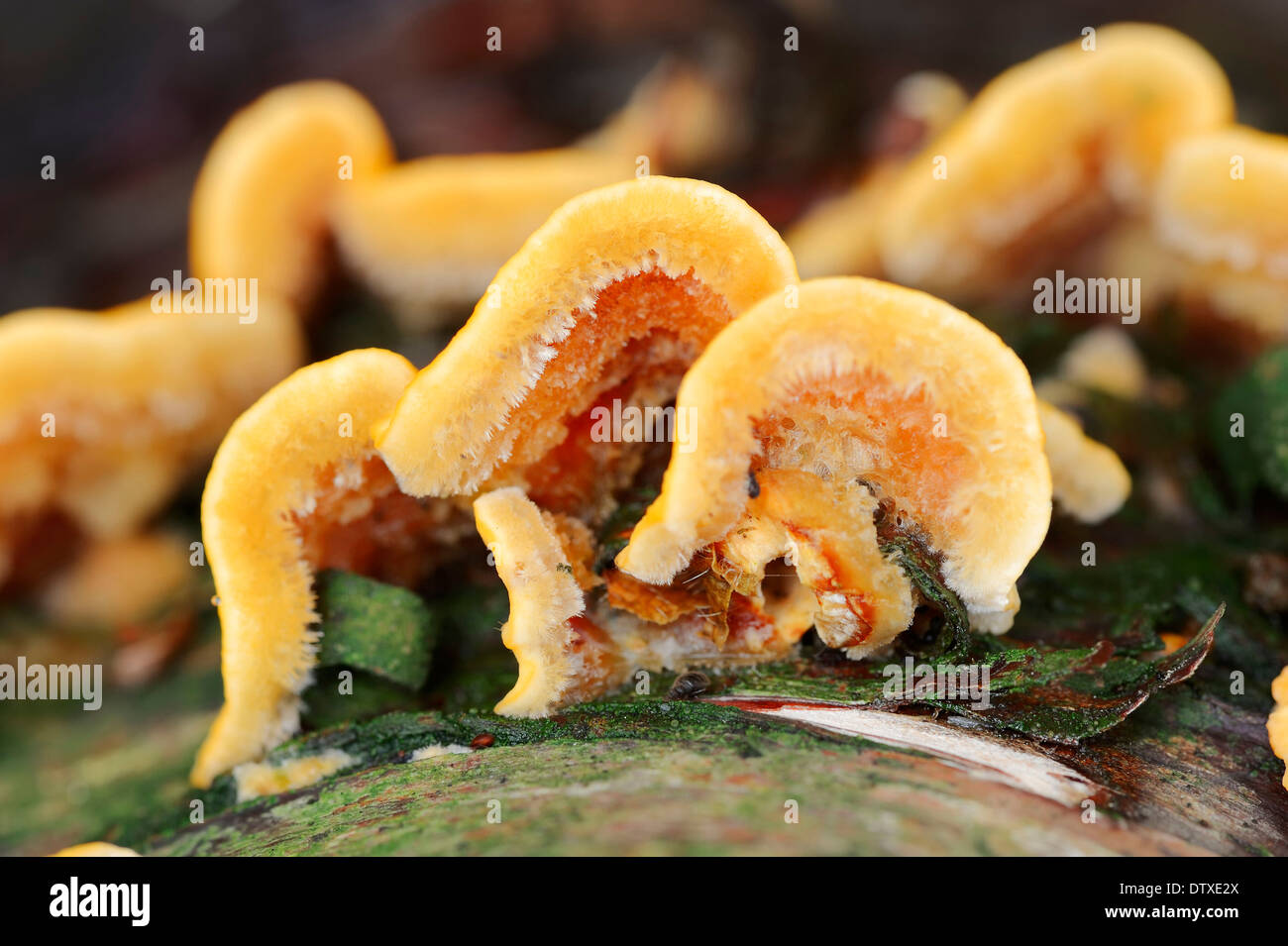 Stereum hi-res stock photography and images - Alamy