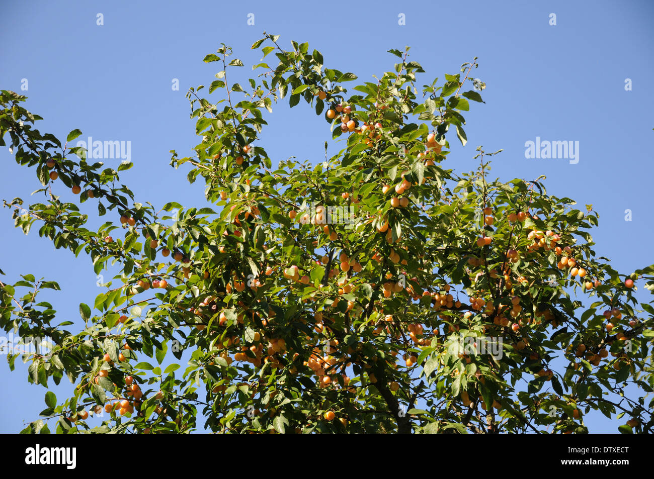 Mirabell tree hi-res stock photography and images - Alamy