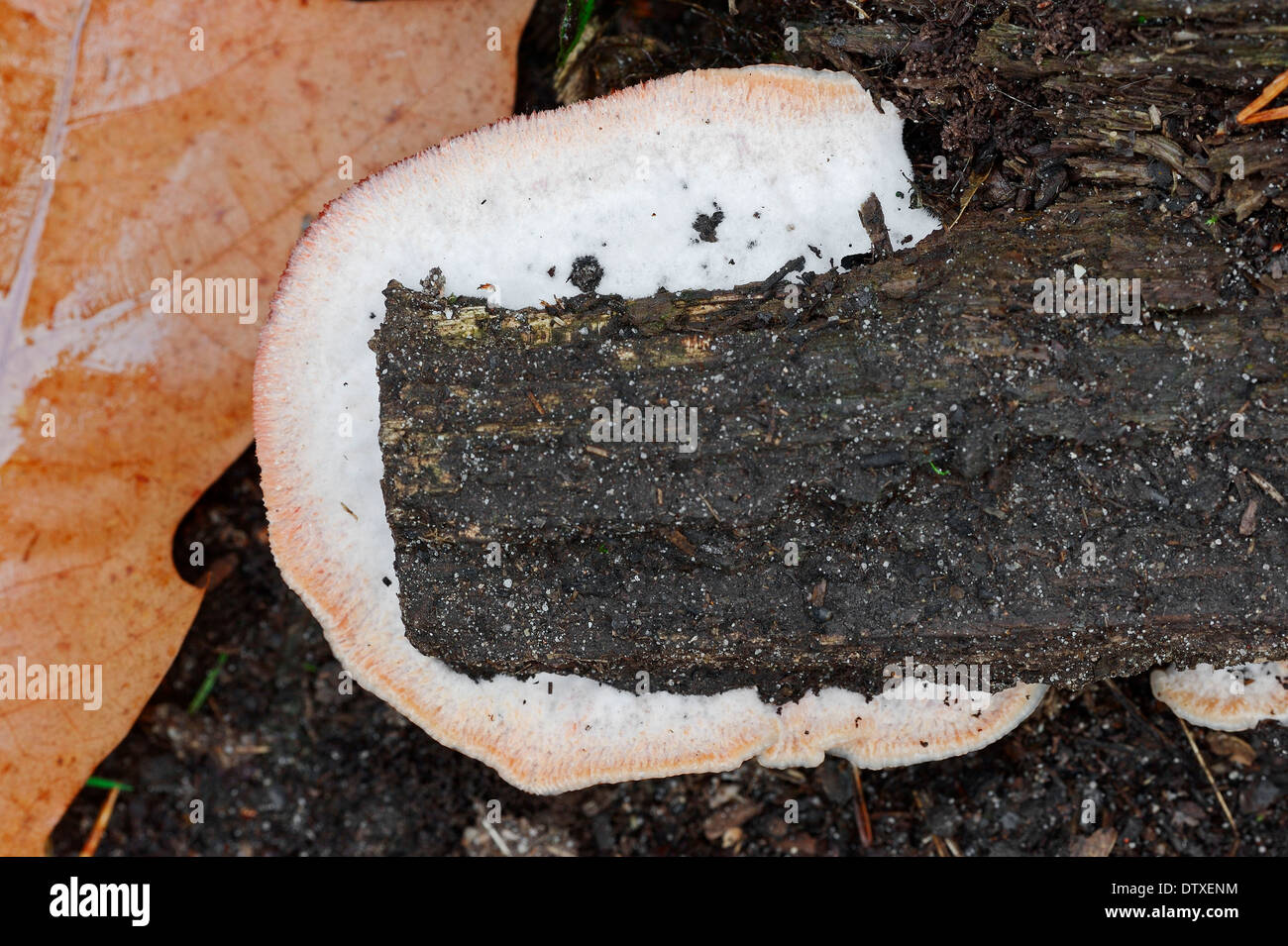 White rot fungus hi-res stock photography and images - Alamy