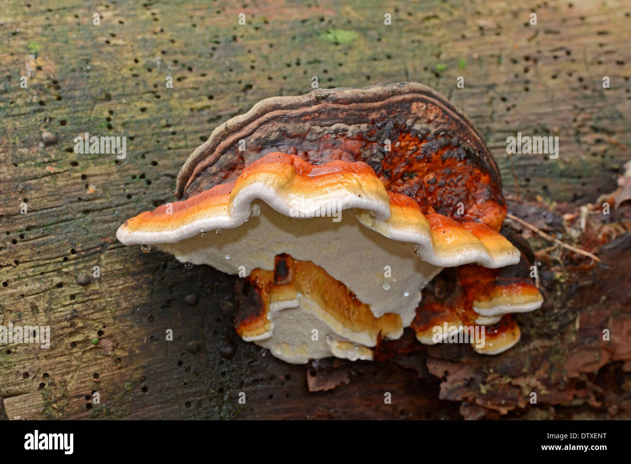 Red Banded Polypore Stock Photo - Alamy