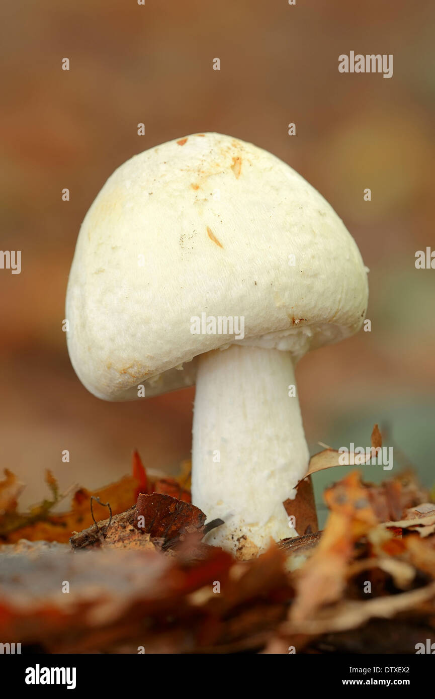 Stainer hi-res stock photography and images - Alamy