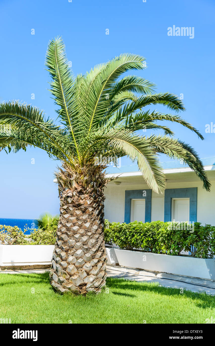 Palm tree landscape Stock Photo - Alamy