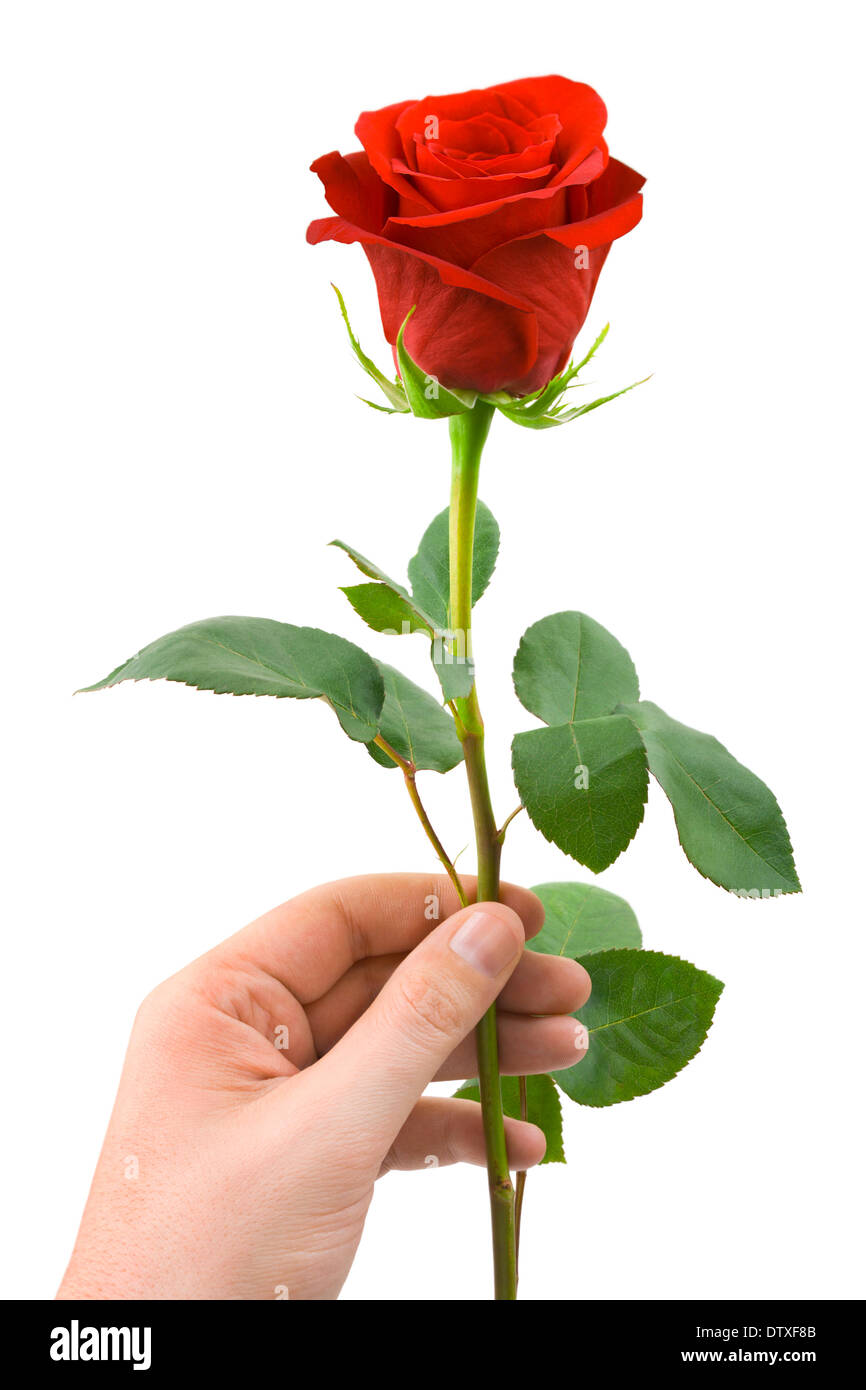 Flower in hand Stock Photo - Alamy