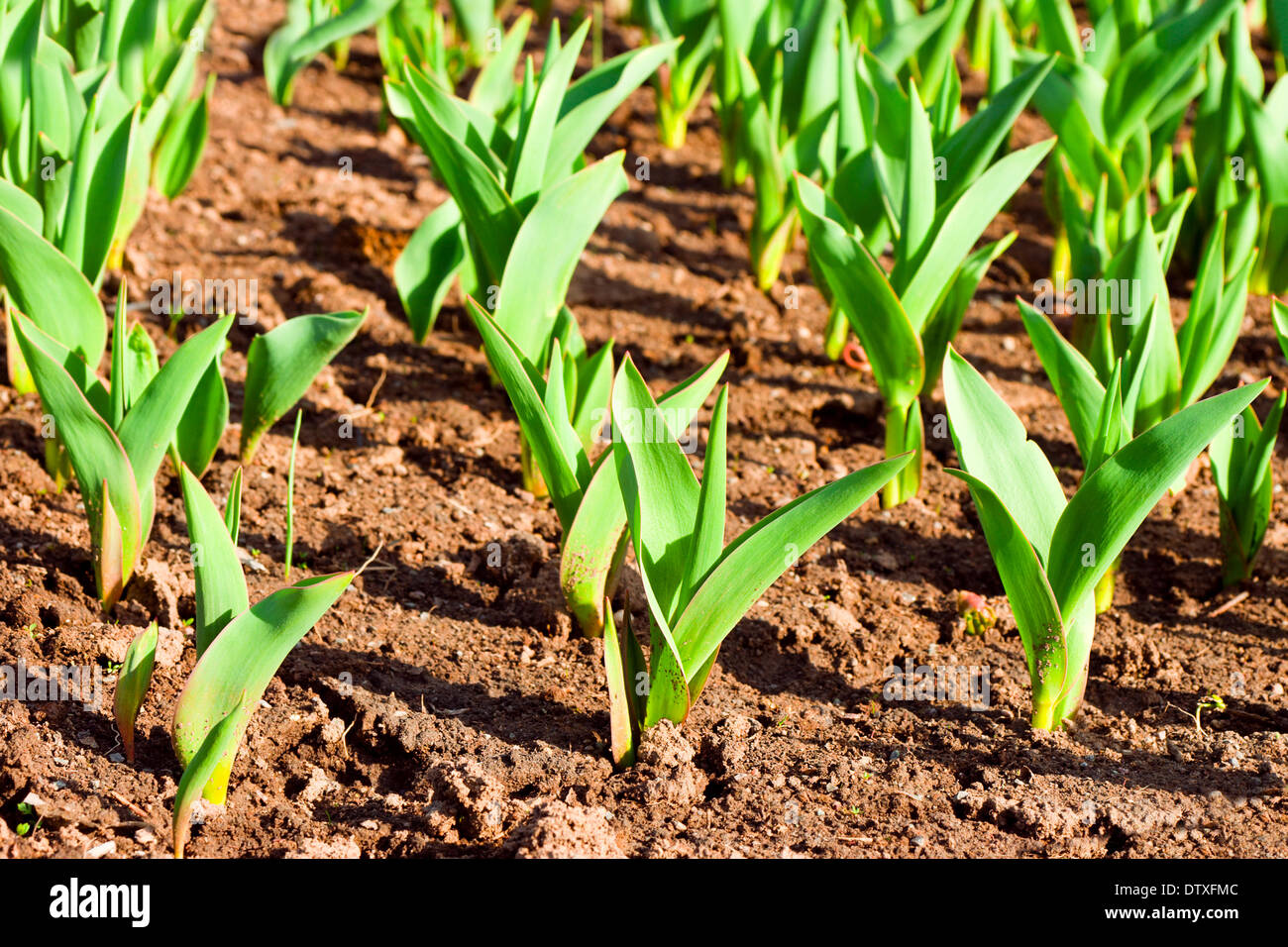 Plants in land Stock Photo - Alamy
