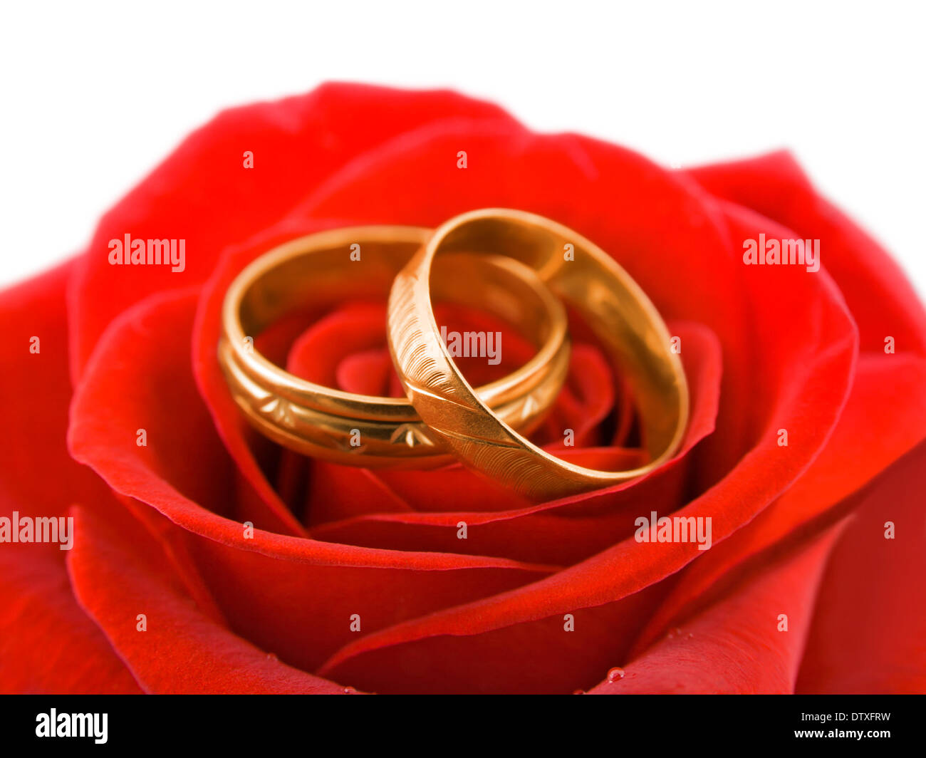 Rose and wedding rings Stock Photo - Alamy