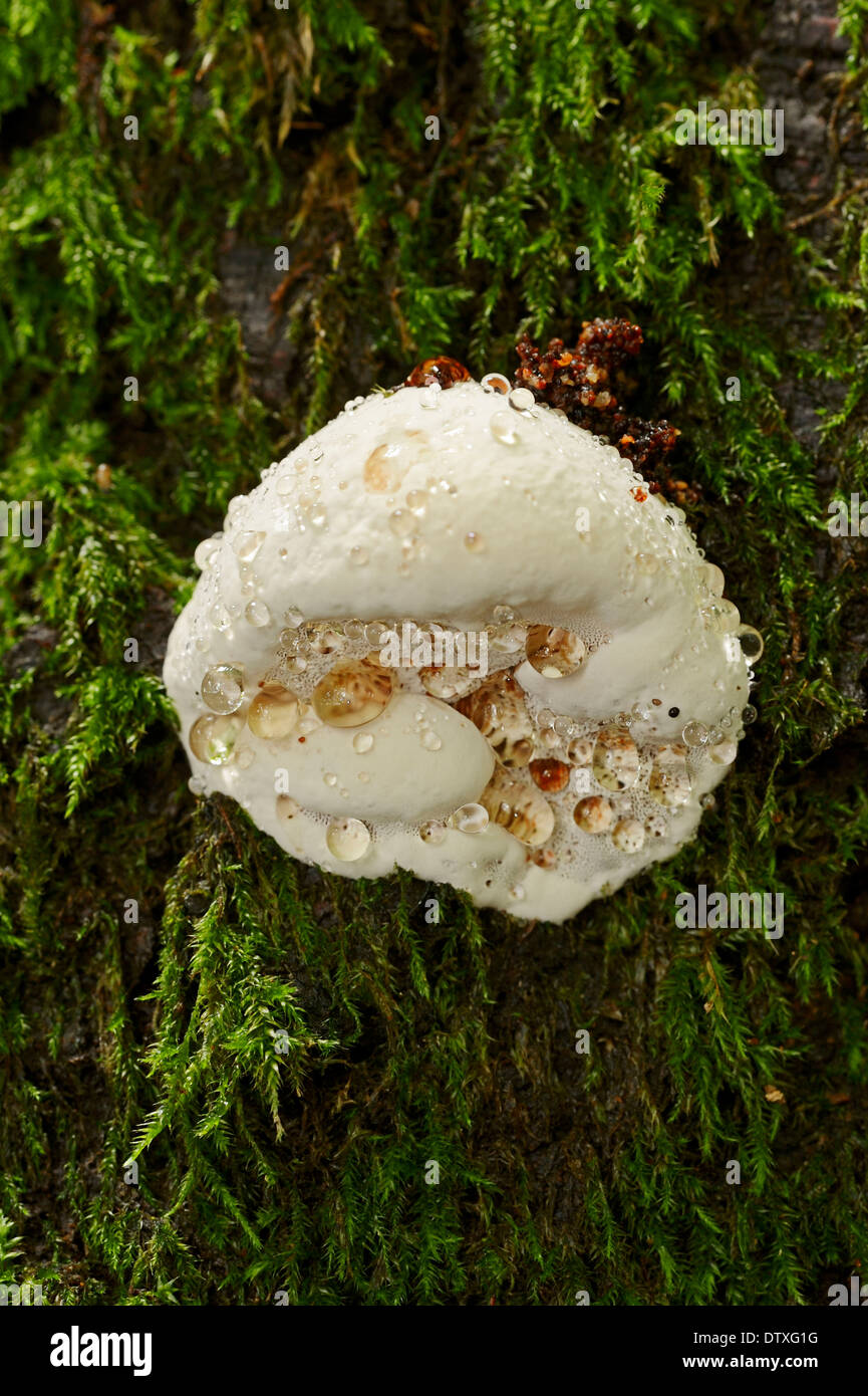 Resinous hi-res stock photography and images - Alamy