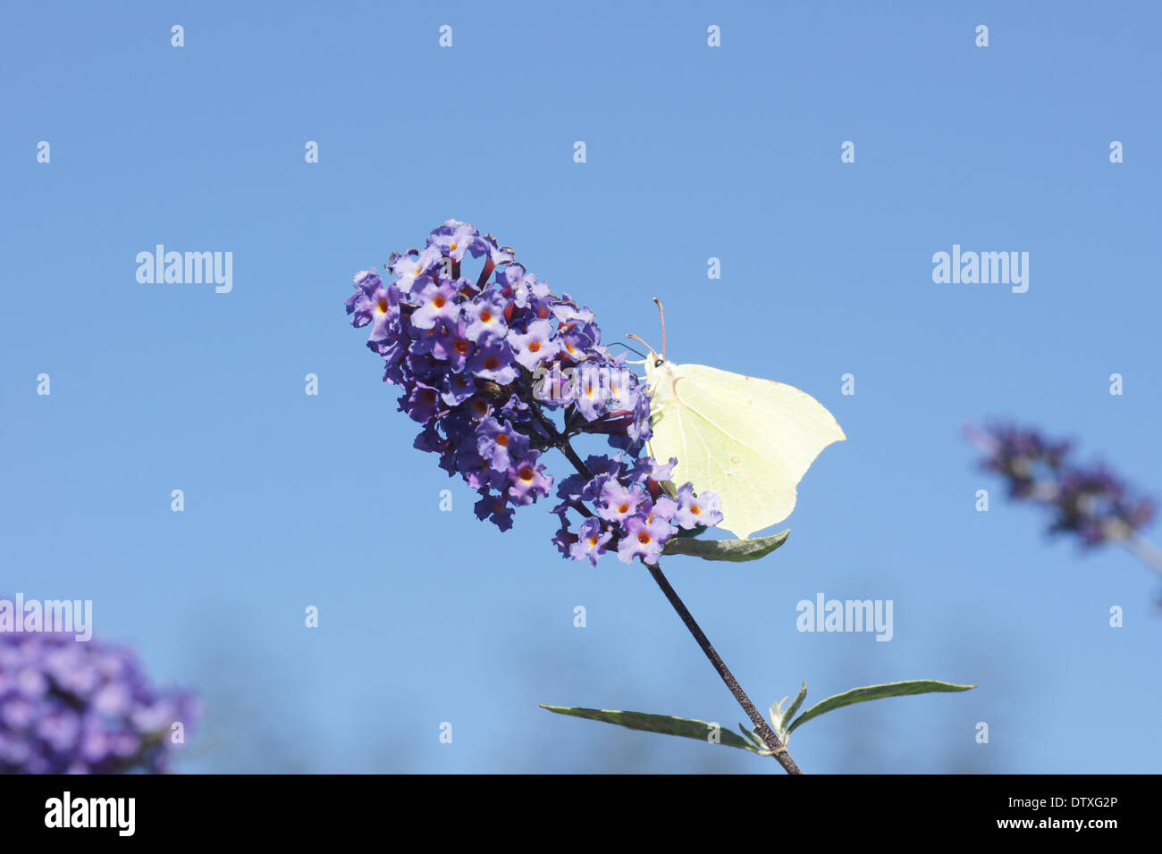 Butterfly-bush with brimstone Stock Photo - Alamy