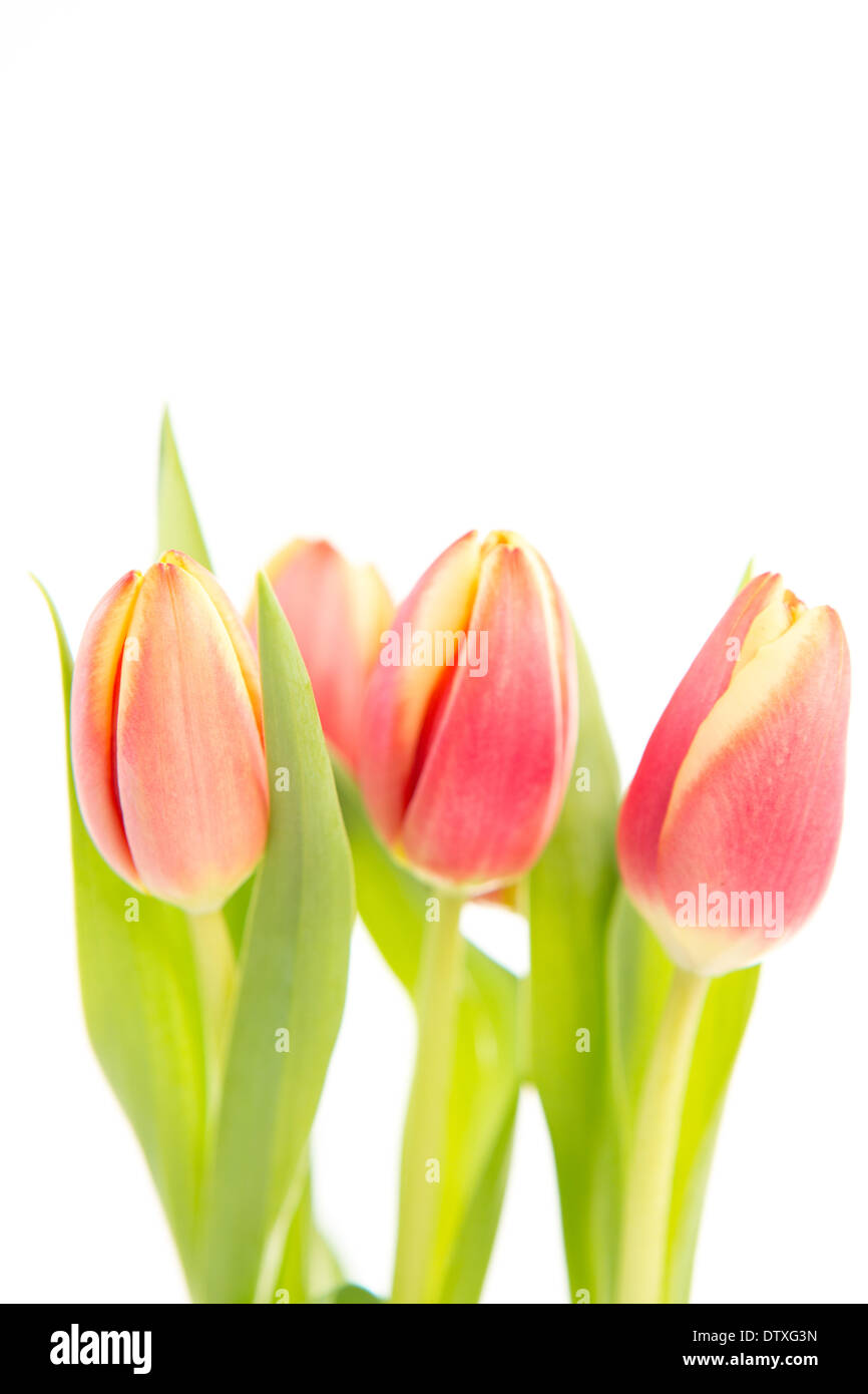 Three tulips on a white background Stock Photo - Alamy