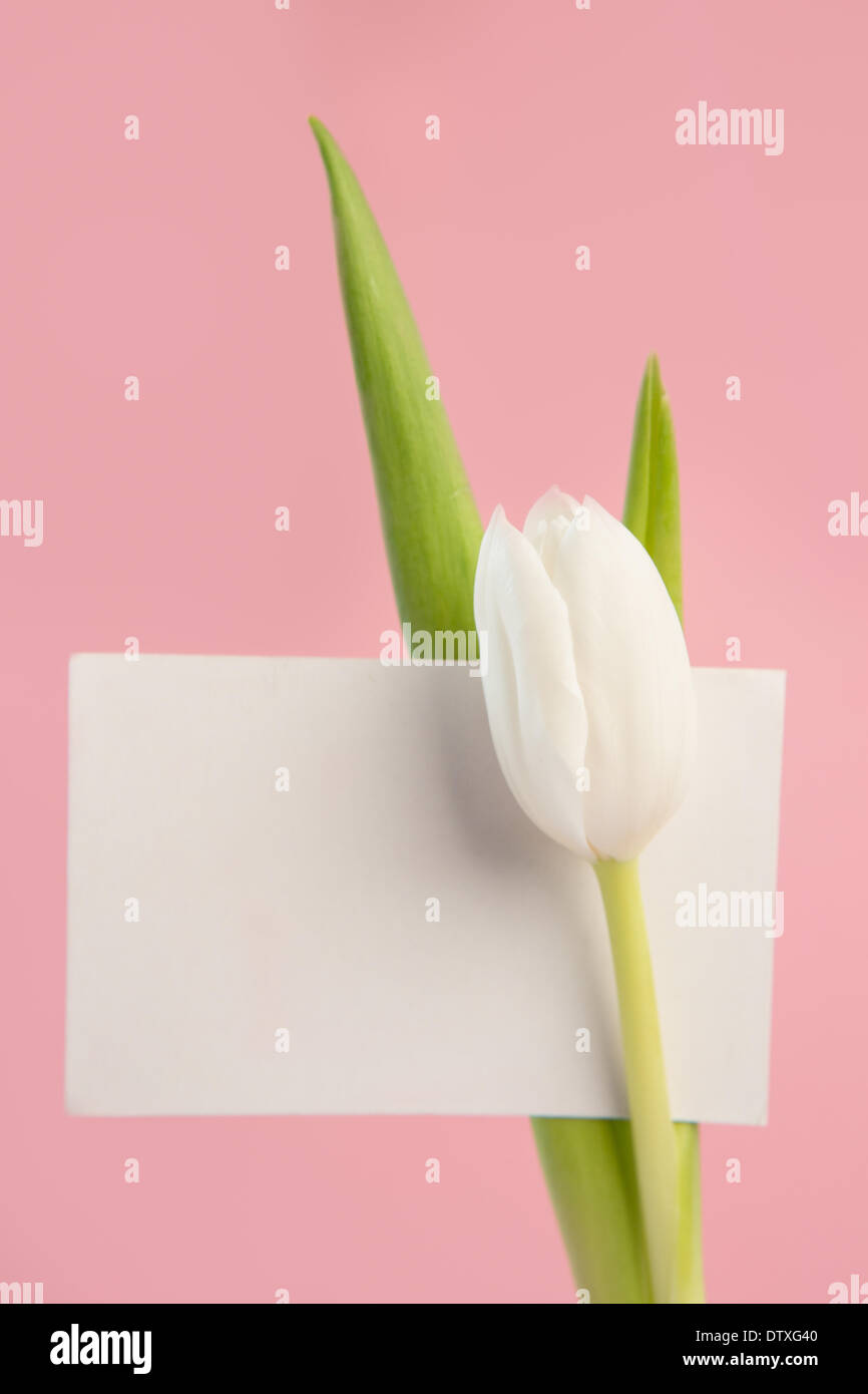 Beautiful white tulip with blank card Stock Photo - Alamy