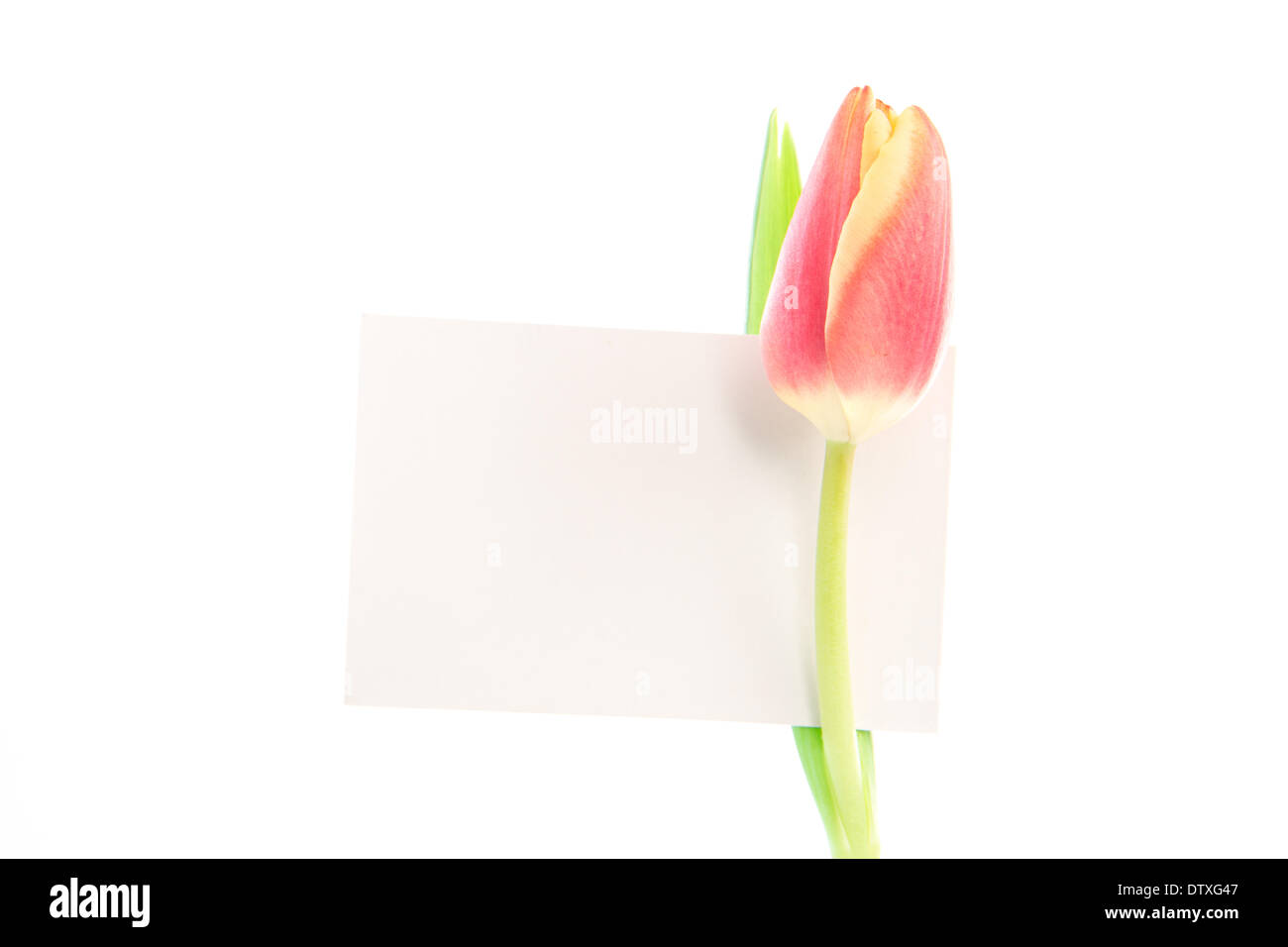 Tulip empty card Cut Out Stock Images & Pictures - Alamy