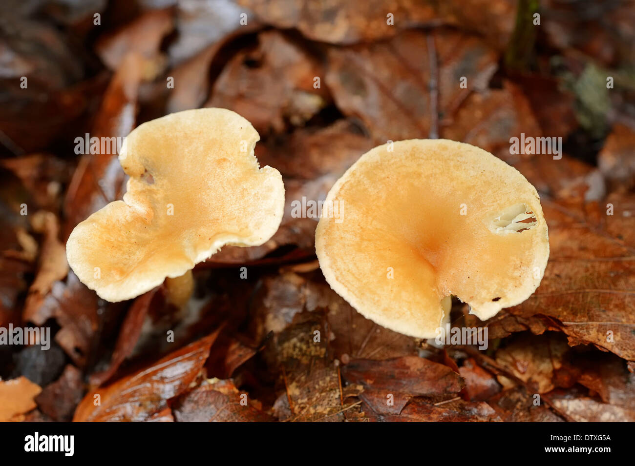 Funnel cap mushroom hi-res stock photography and images - Alamy