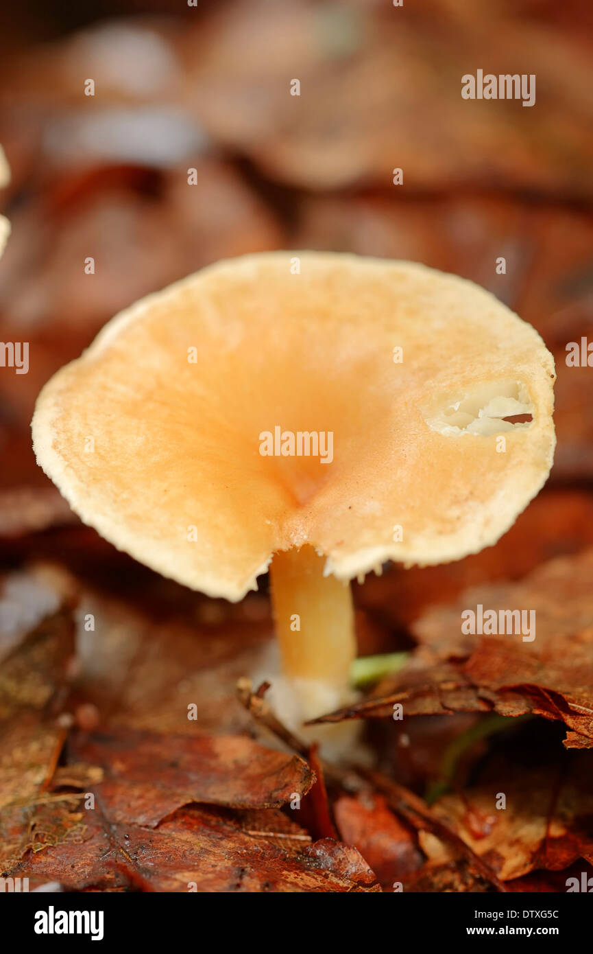 Tawny Funnel Cap Stock Photo - Alamy