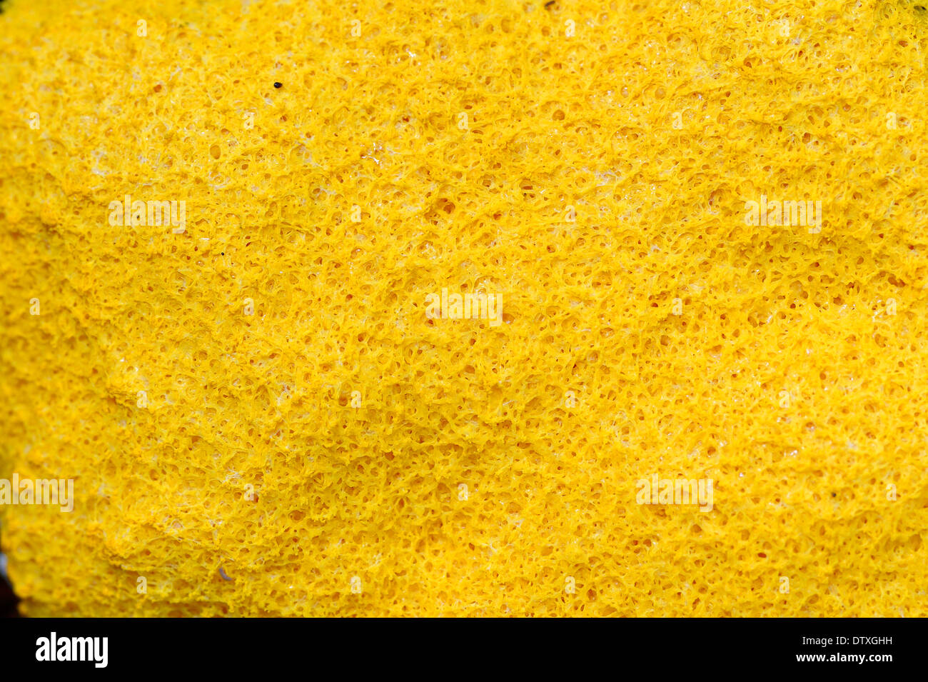 Sulphur Slime Fungus Stock Photo - Alamy