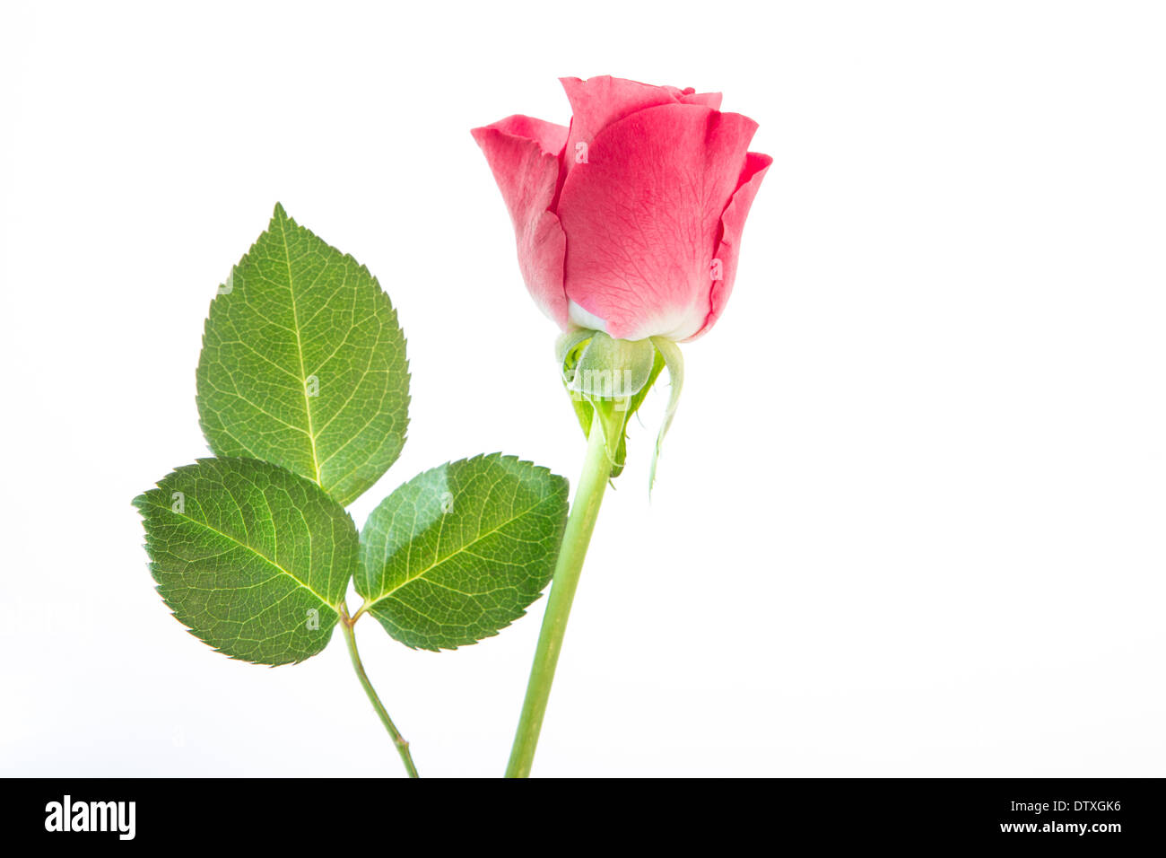 Single pink rose with three leaves Stock Photo - Alamy