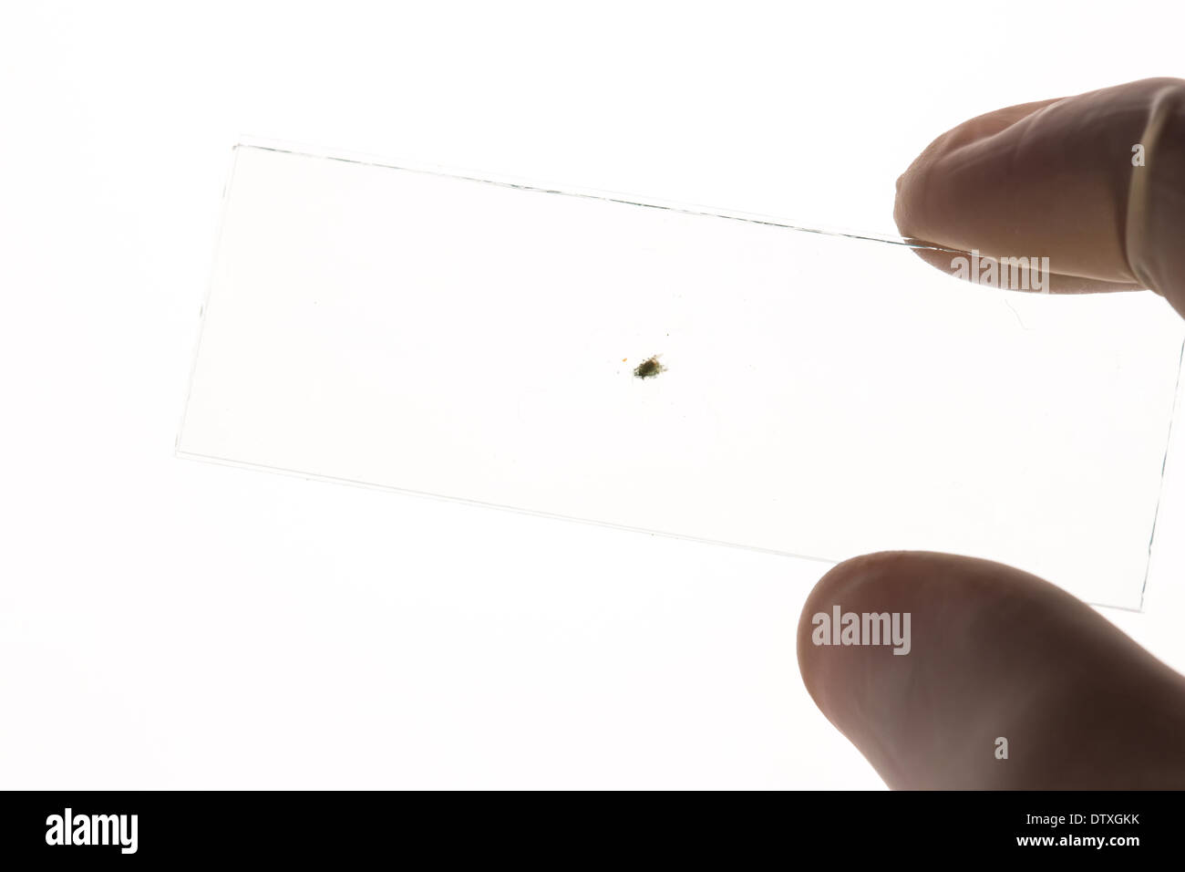 Gloved hand holding scientific slide Stock Photo - Alamy
