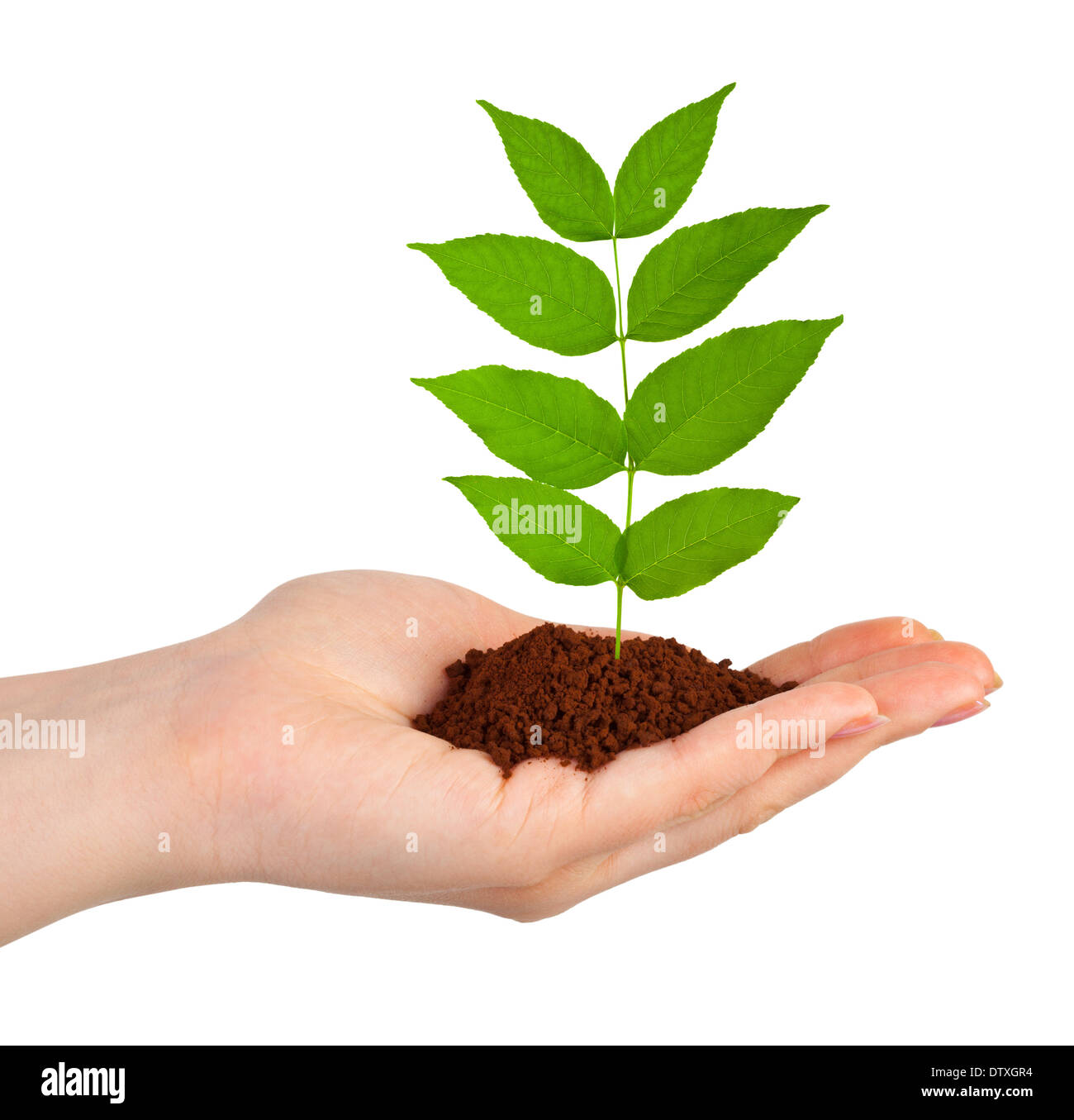 Hand and plant Stock Photo - Alamy