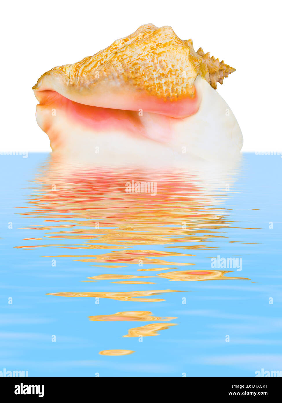 Sea spiral shell in water Stock Photo - Alamy