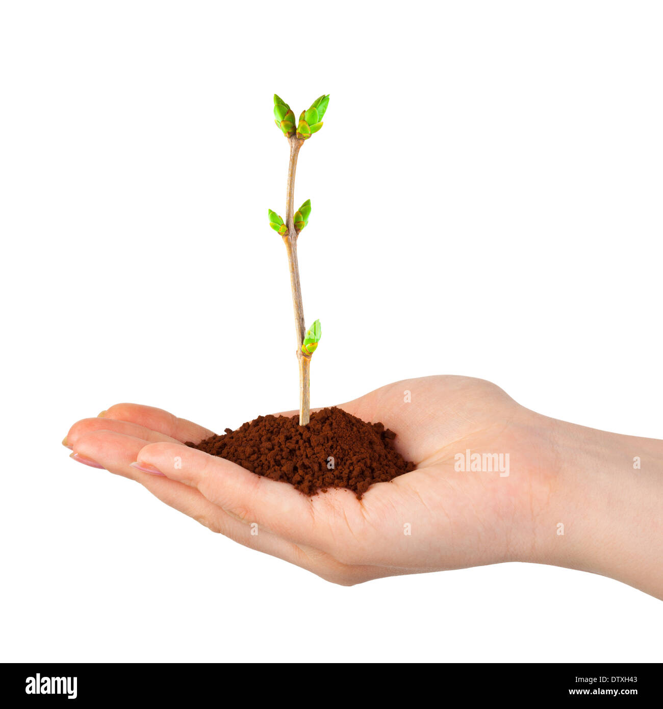 Hand and plant Stock Photo - Alamy