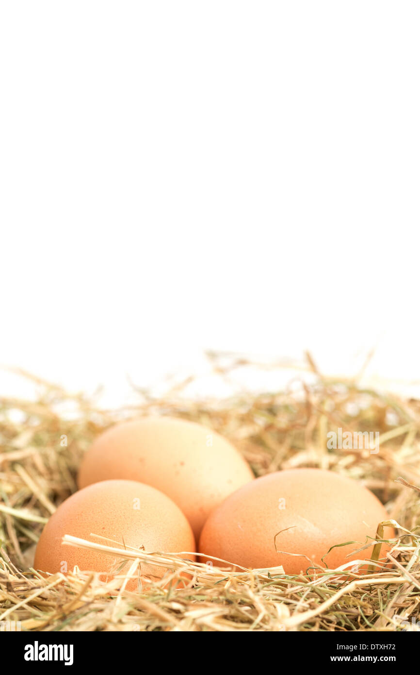 Nestled in nest hi-res stock photography and images - Alamy
