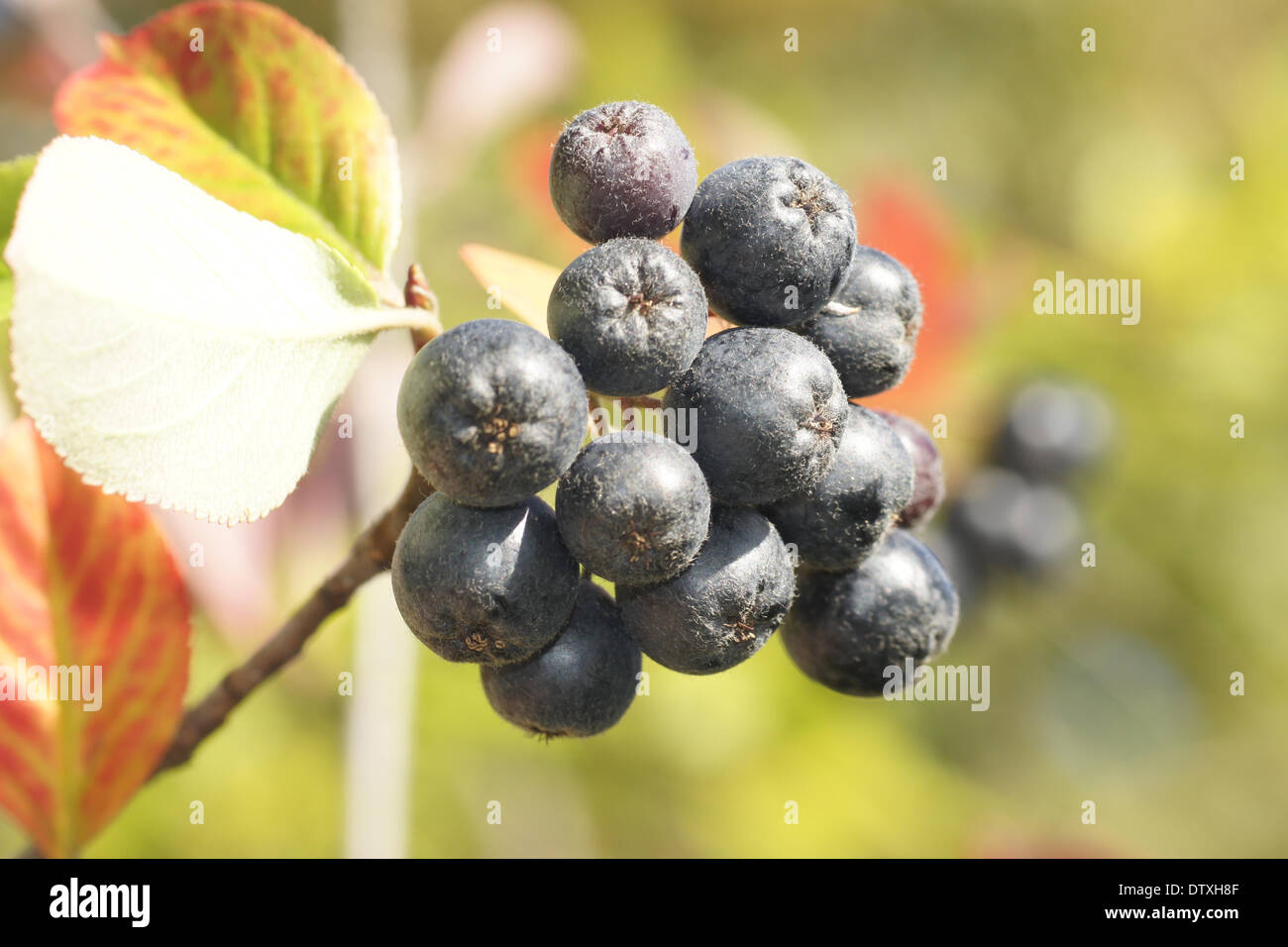 Chokeberries hi-res stock photography and images - Alamy