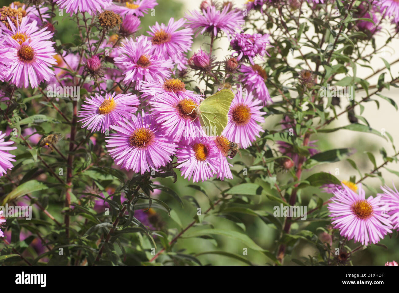 Aster-flowers with primstone Stock Photo - Alamy