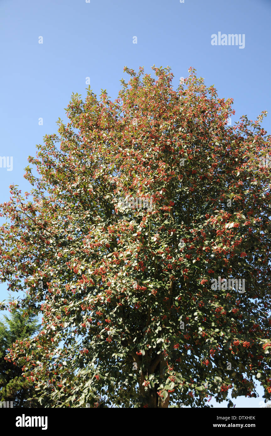 Swedish white beam tree hi-res stock photography and images - Alamy