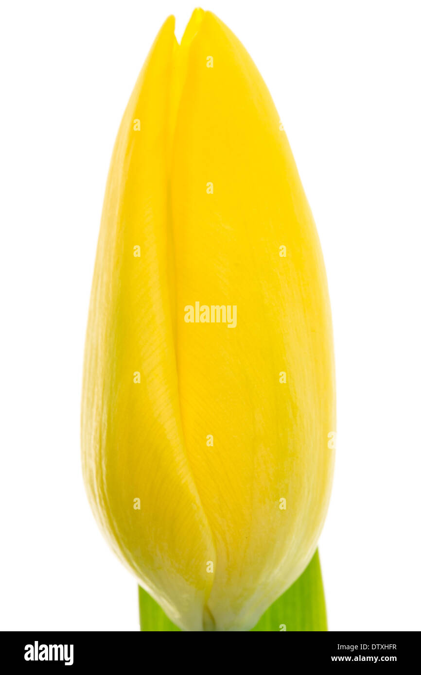 Yellow tulip close up Stock Photo - Alamy