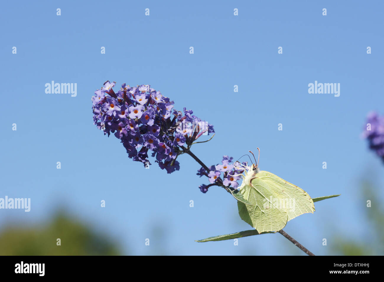Butterfly bush with brimstone Stock Photo - Alamy