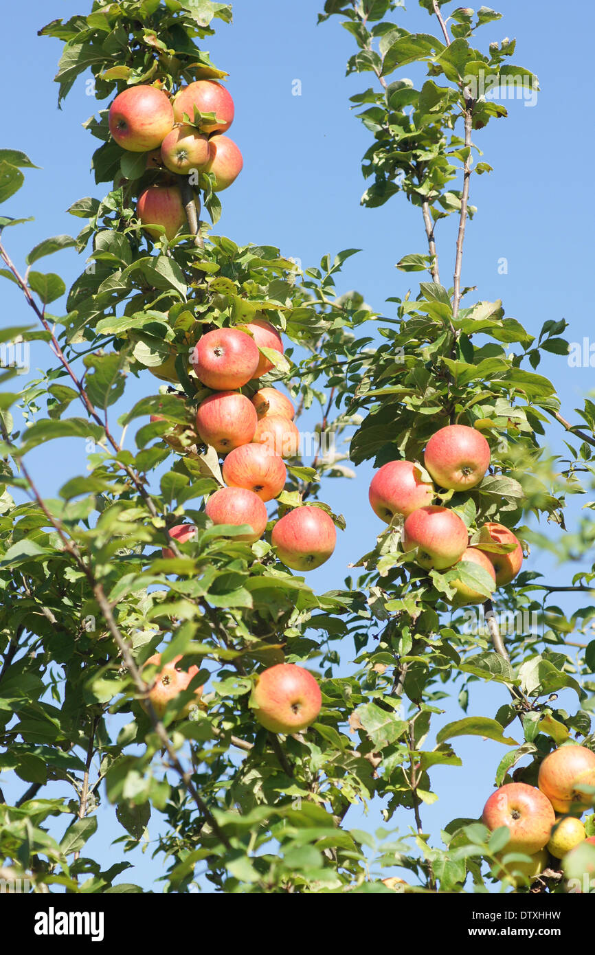 Elstar apple garden hi-res stock photography and images - Alamy