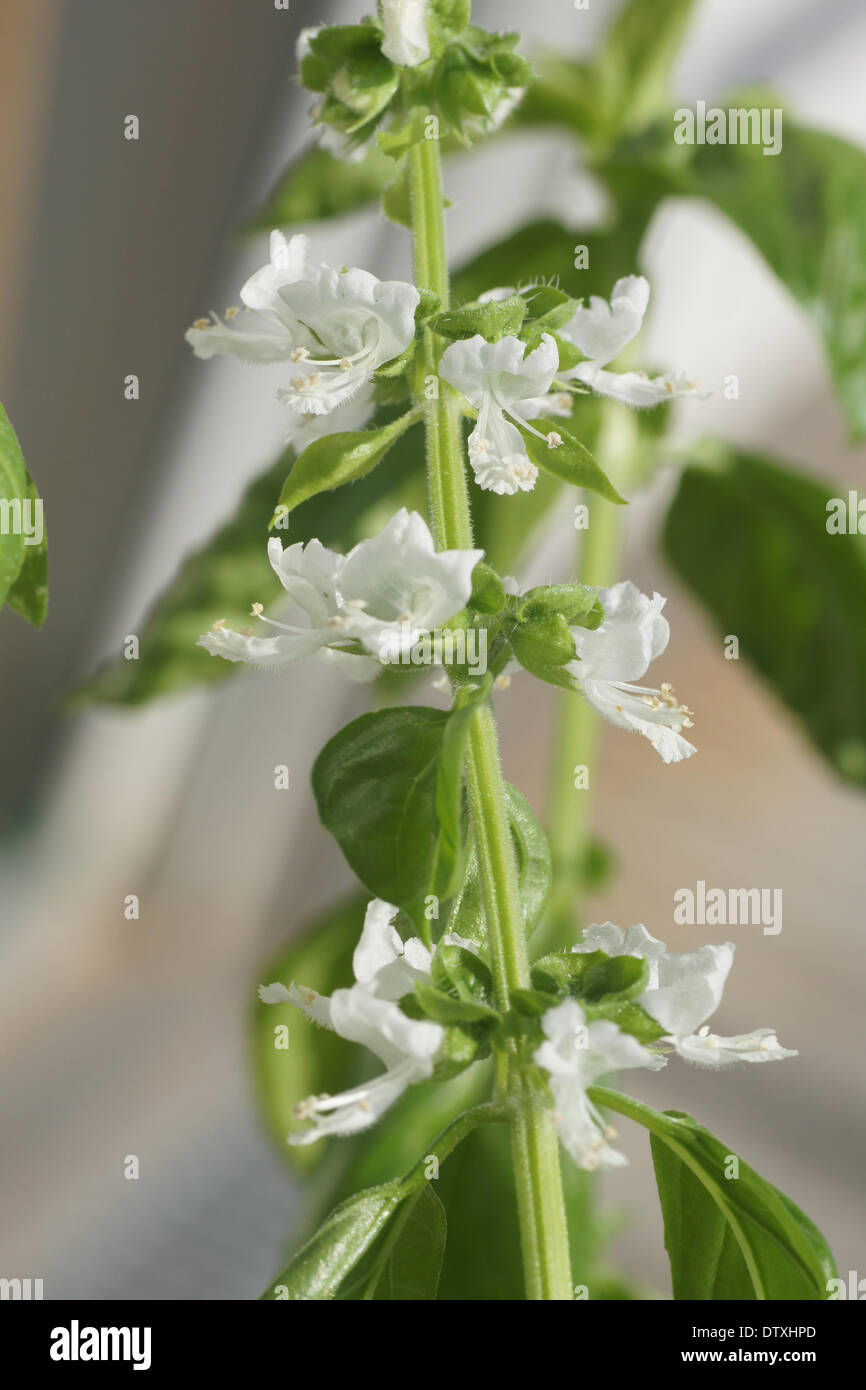 Basilikum tee hi-res stock photography and images - Alamy