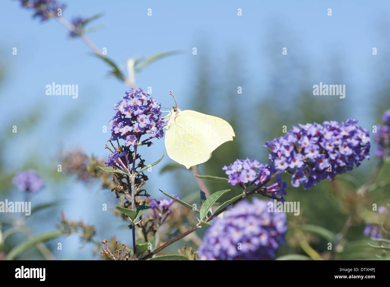 Butterfly bush with brimstone Stock Photo - Alamy