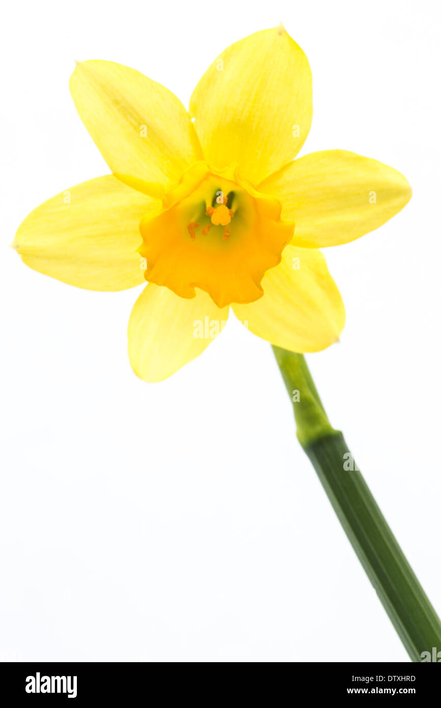 Yellow daffodil in full bloom with stem Stock Photo - Alamy