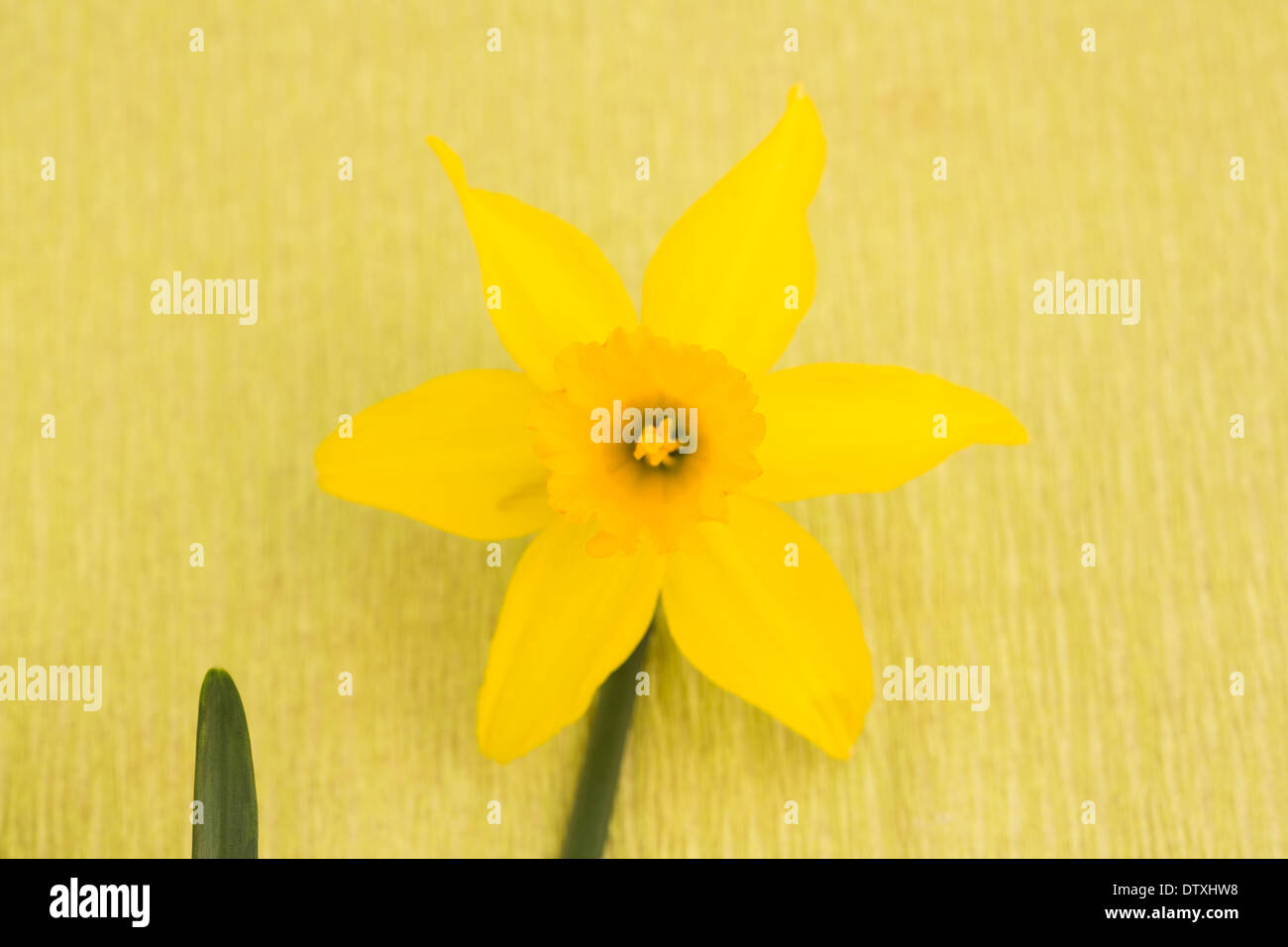 Pure yellow daffodil hi-res stock photography and images - Alamy