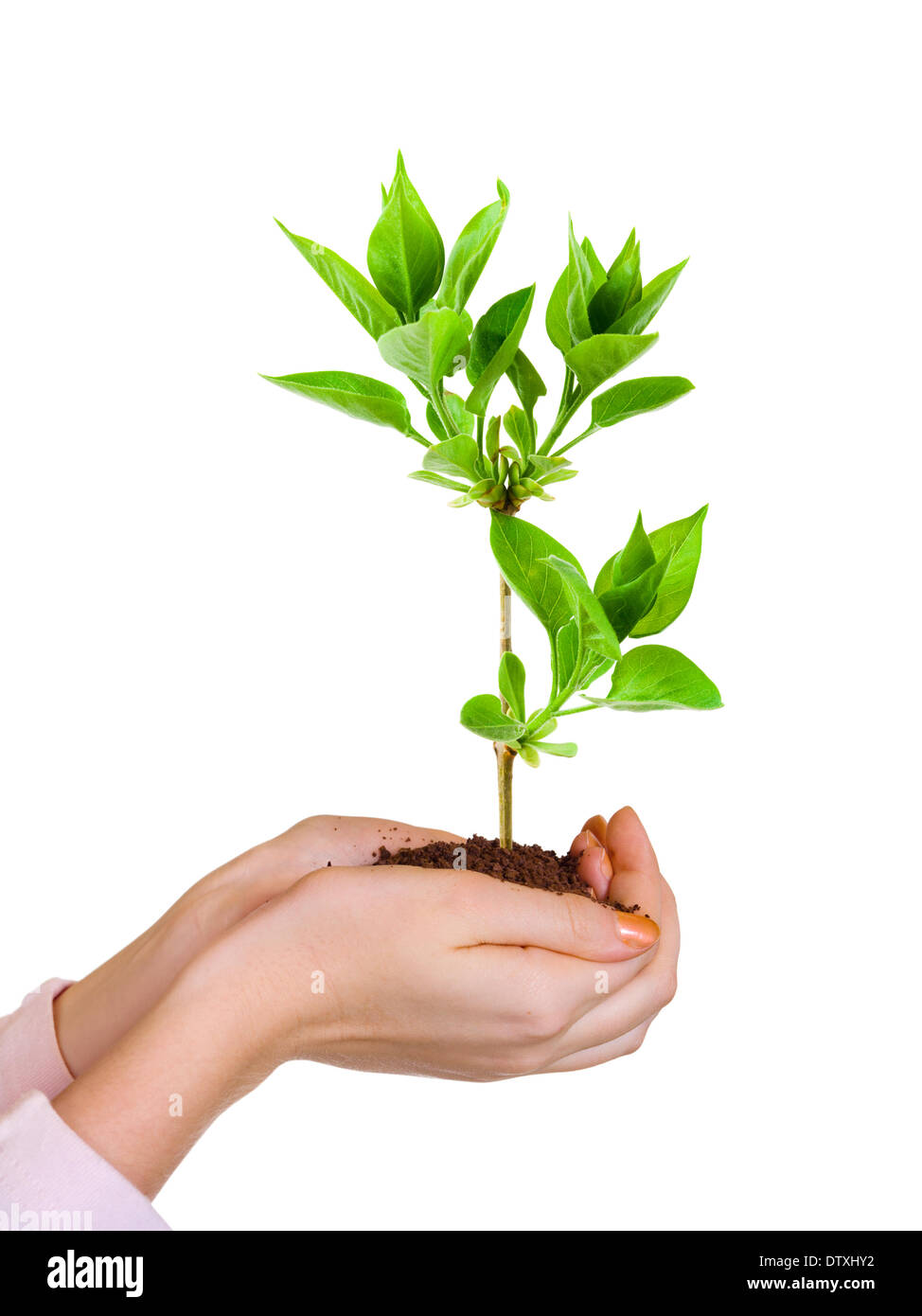 Hands and plant Stock Photo - Alamy
