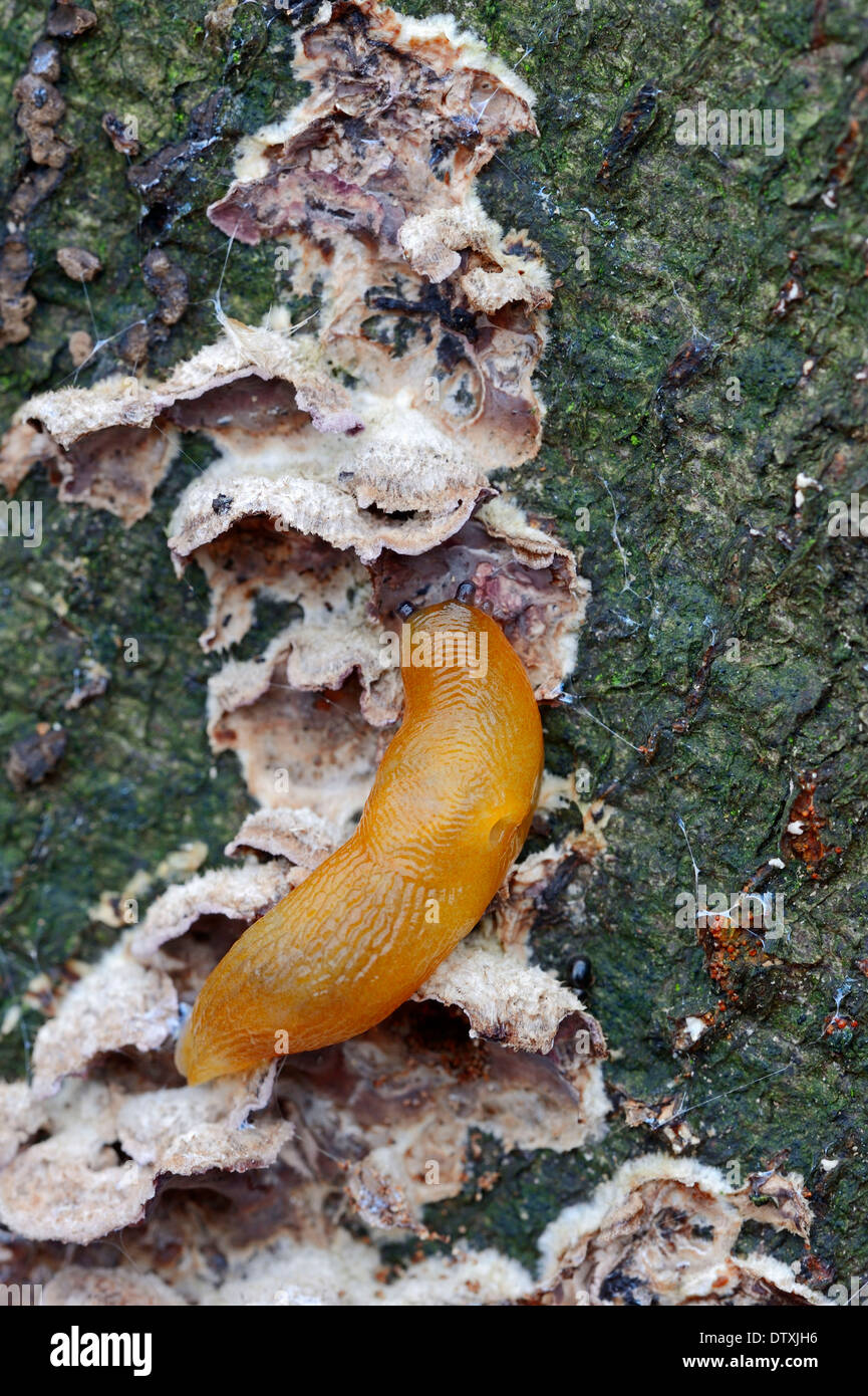 Hedgehog eating slug hi-res stock photography and images - Alamy