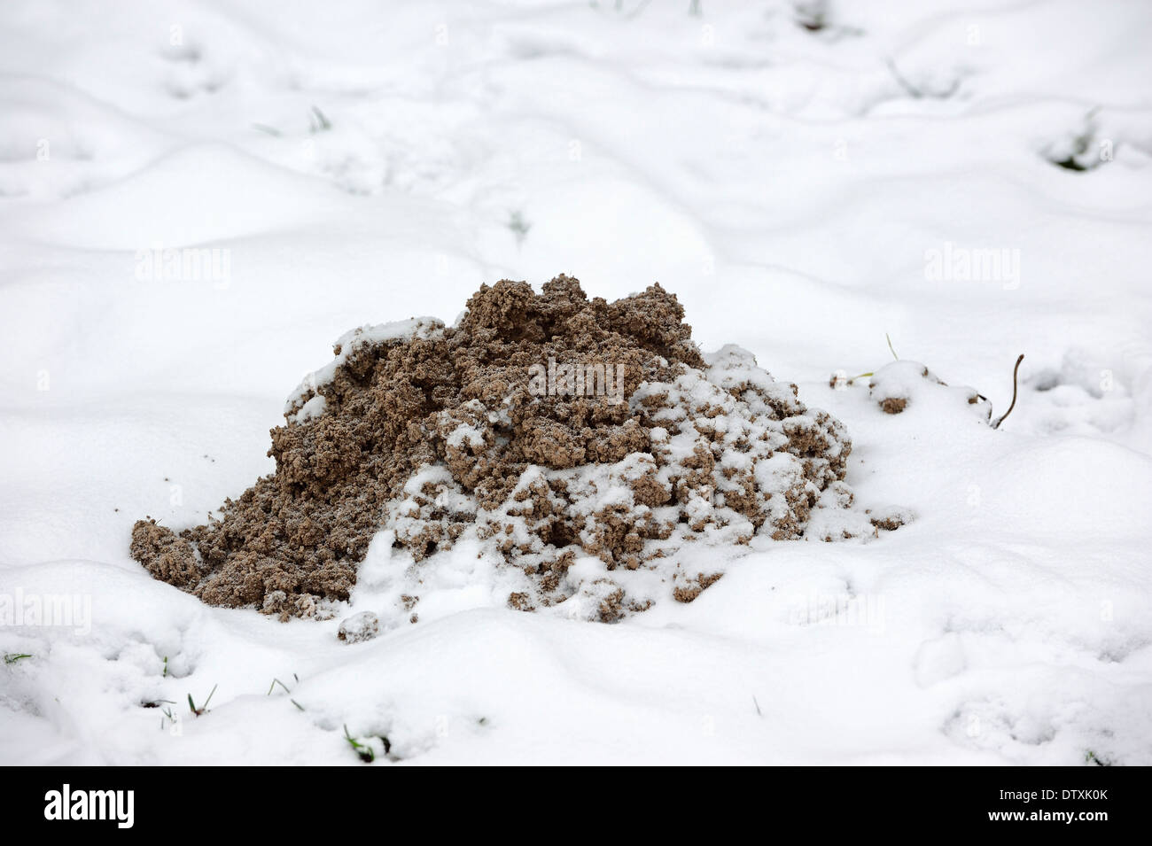 Mole animal winter hi-res stock photography and images - Alamy