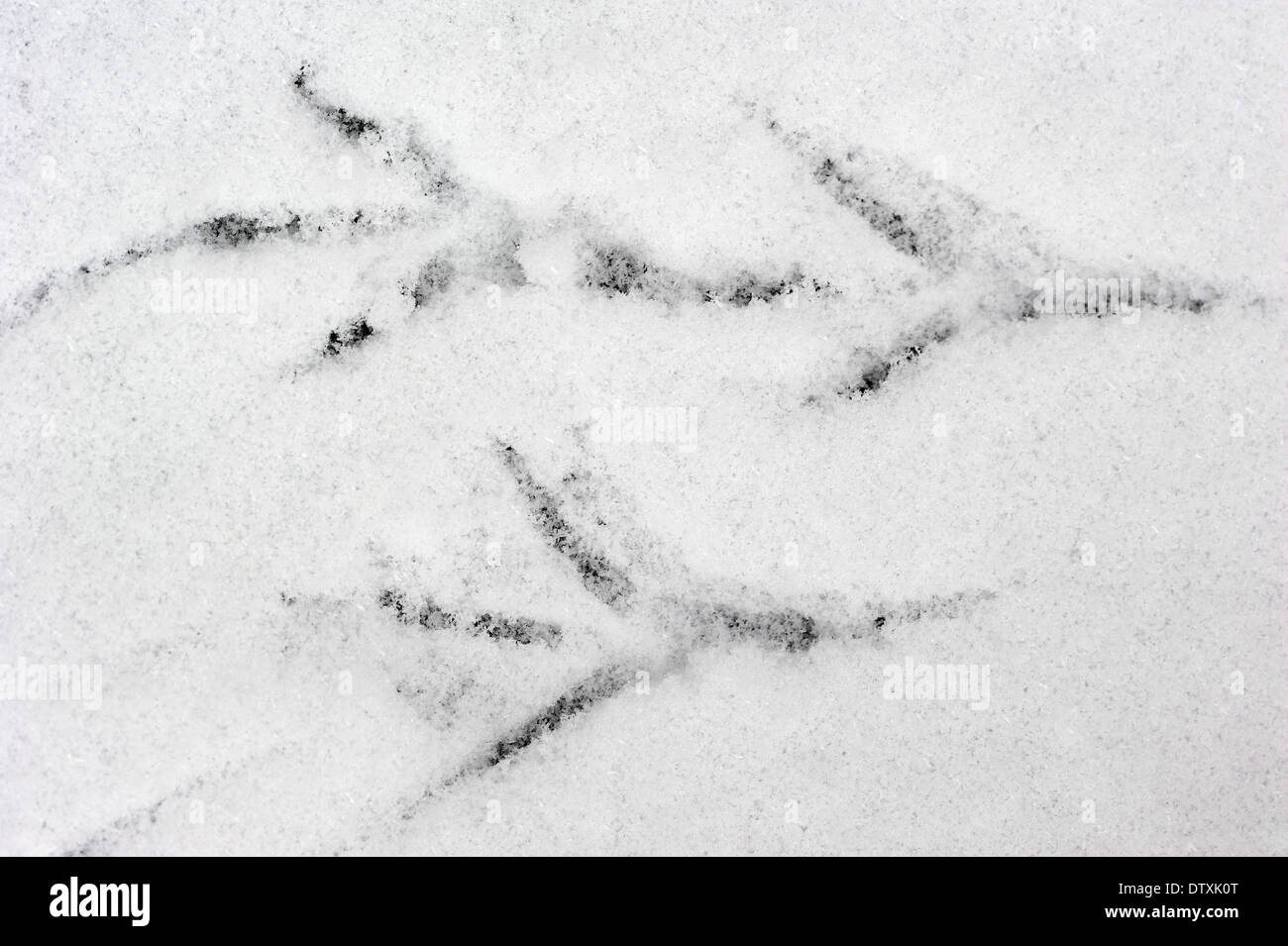 Blackbird hi-res stock photography and images - Alamy