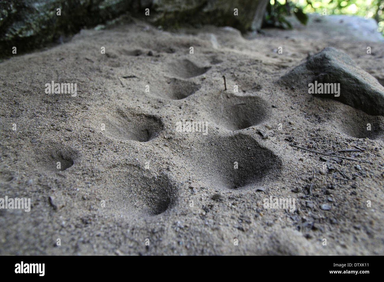 Antlion pit traps under sandstone cliff Red River Gorge Kentucky larval ...