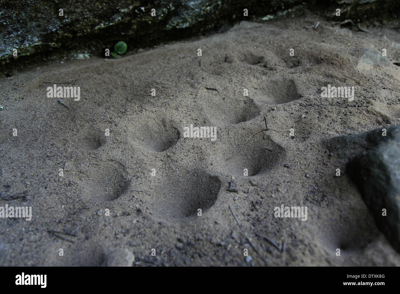 Antlion pit traps under sandstone cliff Red River Gorge Kentucky larval ...