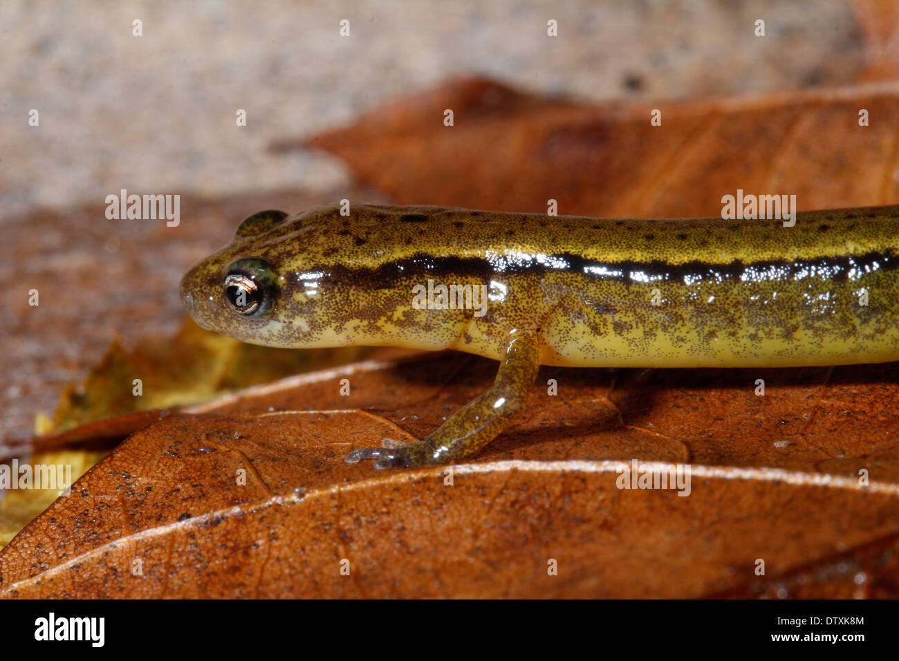 Blue Ridge Mountains Animal High Resolution Stock Photography and ...