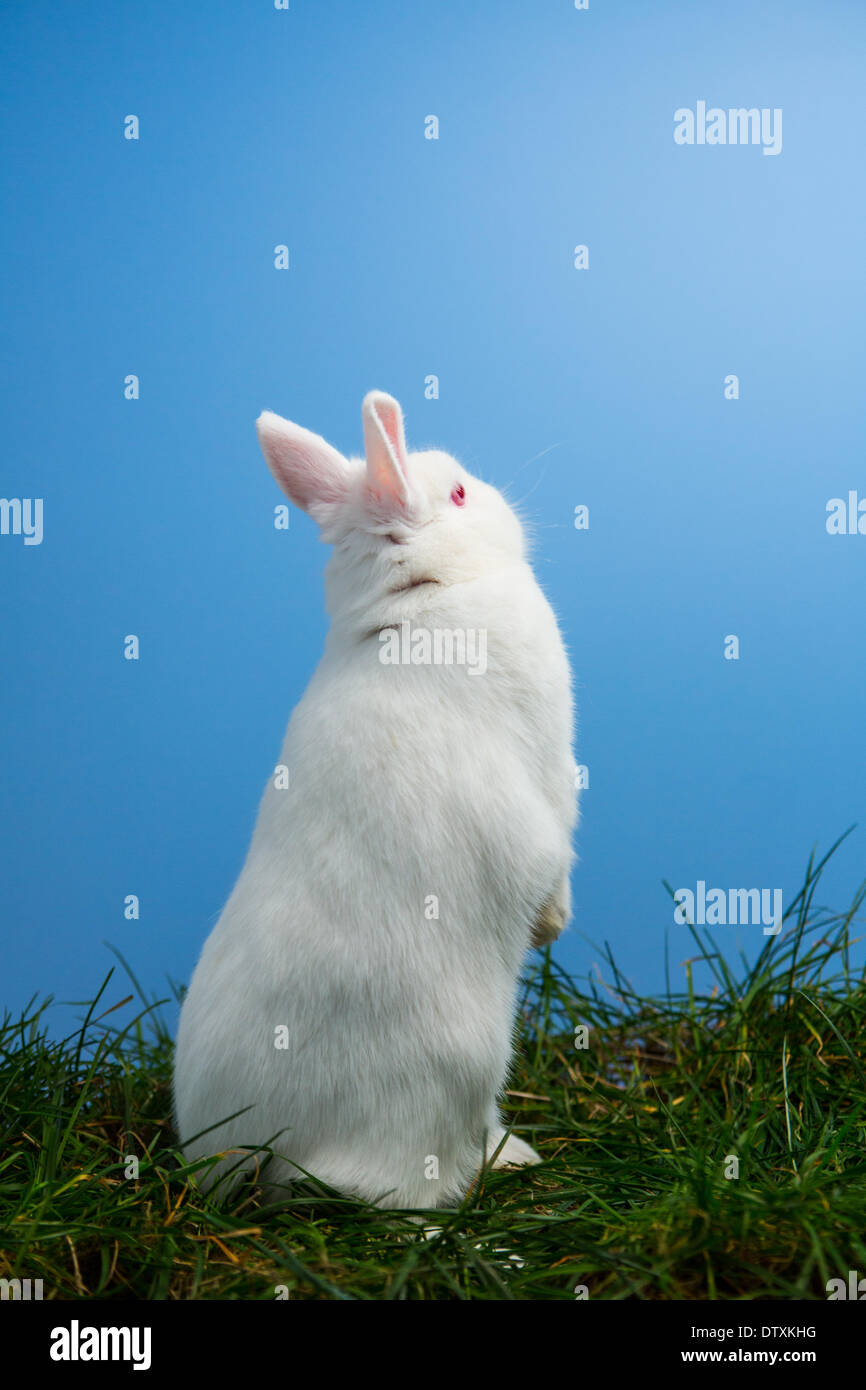 Rabbit White Standing