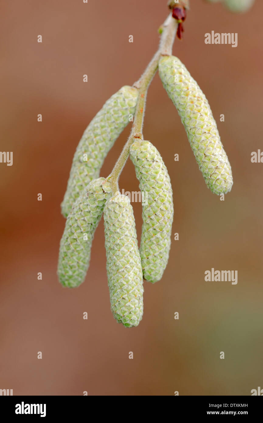 Image of hazel catkins hi-res stock photography and images - Alamy
