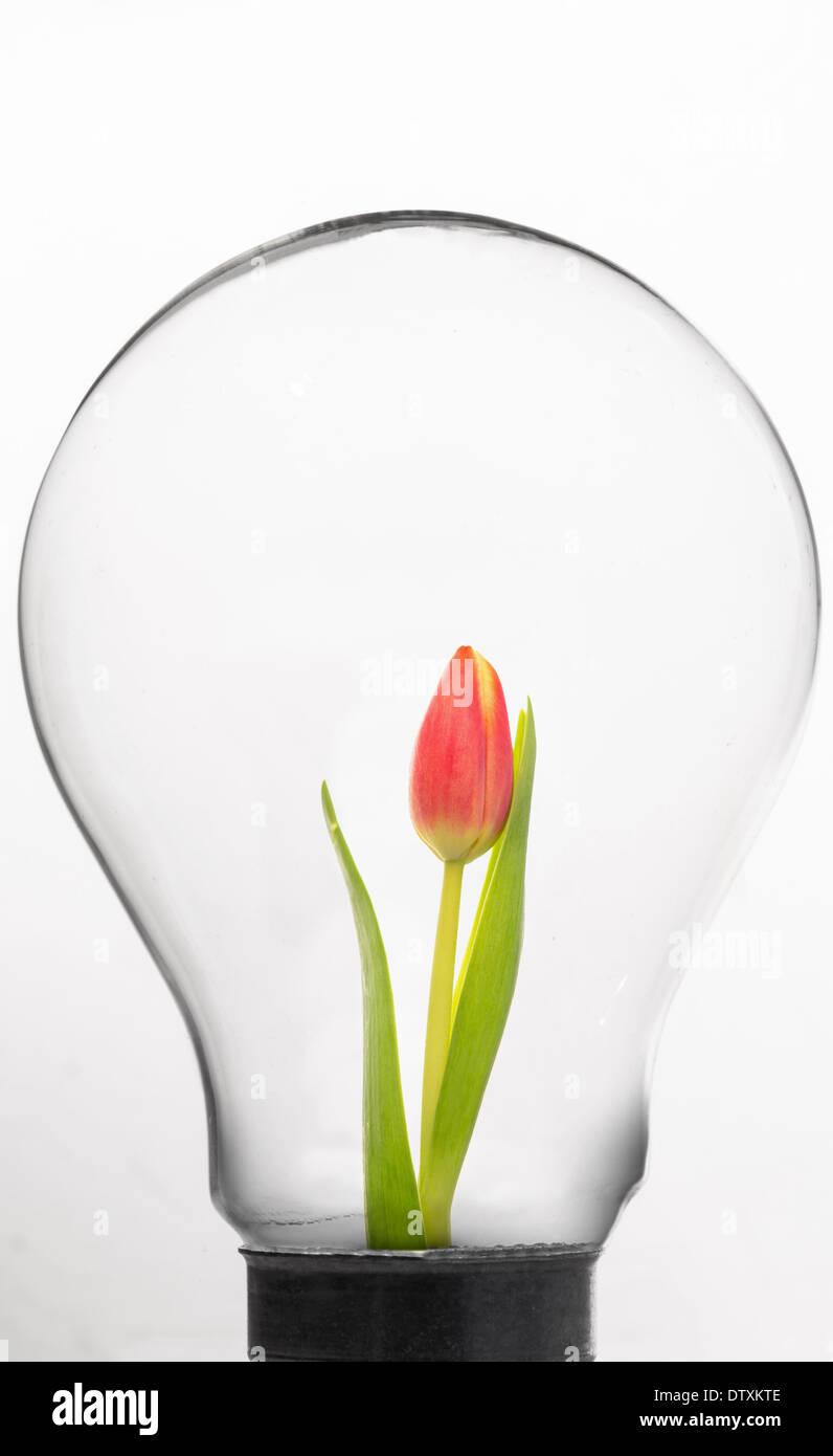 Growing inside light bulb hi-res stock photography and images - Alamy