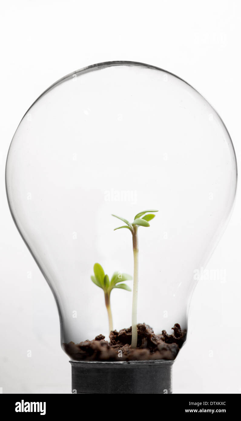 Seedling inside light bulb Stock Photo - Alamy