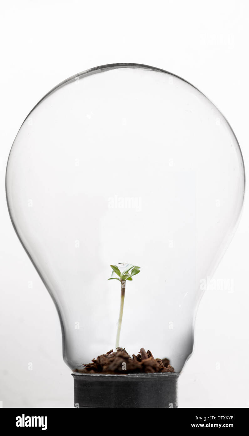 Plant inside light bulb Stock Photo - Alamy