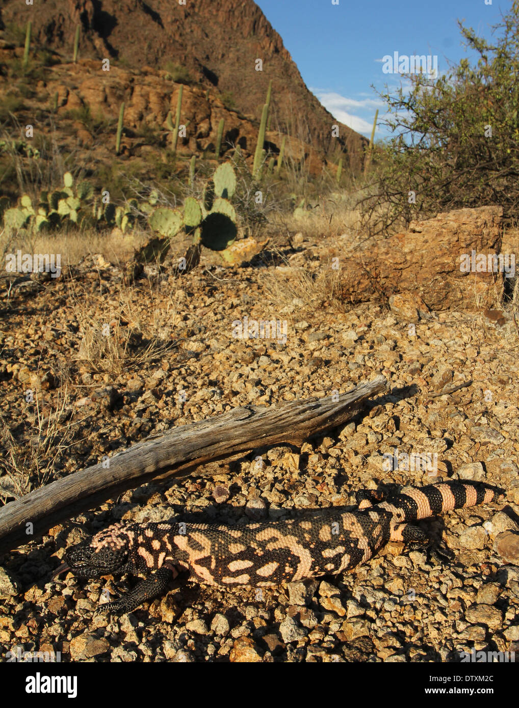camouflaged Gila monster in sonoran desert Arizona Stock Photo - Alamy